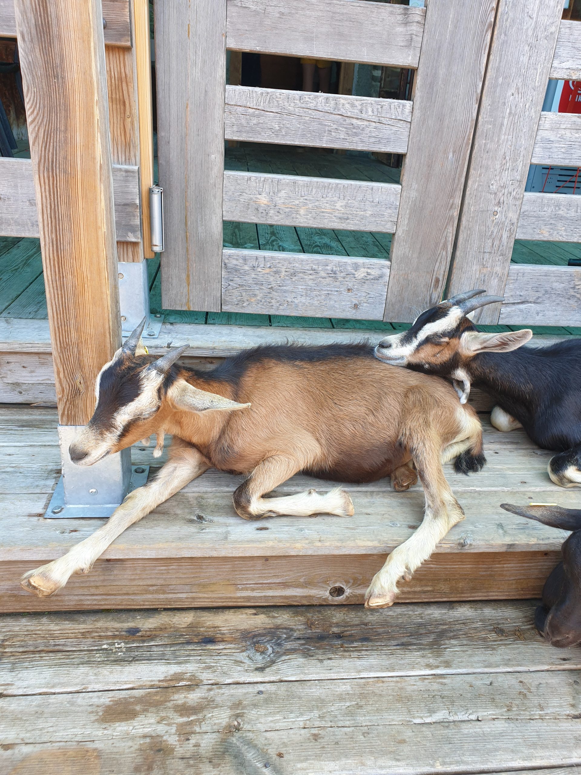 Visiter le village des chèvres Les Lindarets en Haute-Savoie - Bouge Ta ...